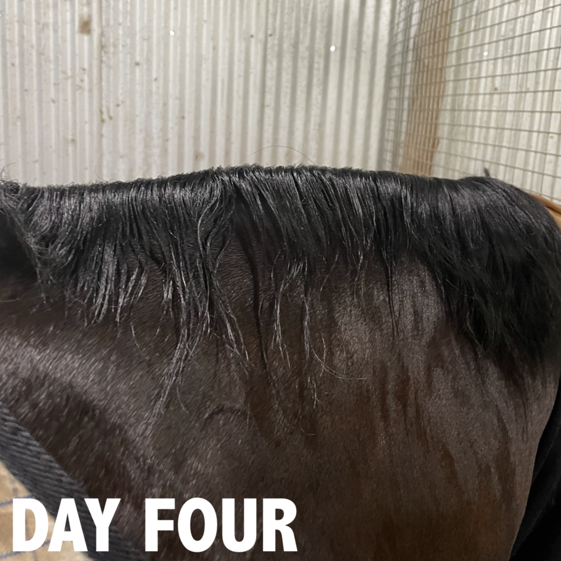 Horse Mane Repair Cream – Raf's Mane Miracle