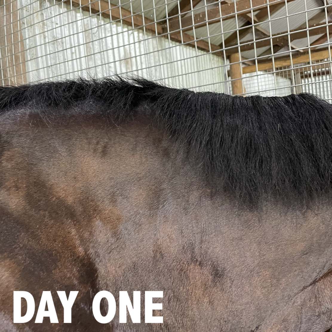 Horse Mane Repair Cream – Raf's Mane Miracle